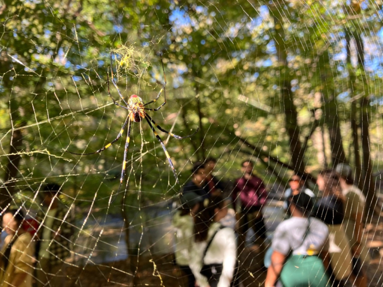 The Lynn Lab – Emory University